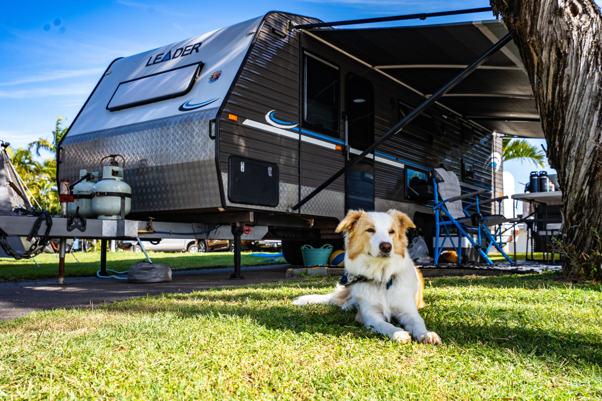 Caravanning & Camping with a Dog - Top tips from families on the road ...
